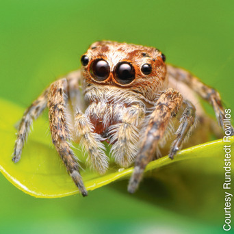 The Jumping Spider’s Blurry Vision | Was It Designed?