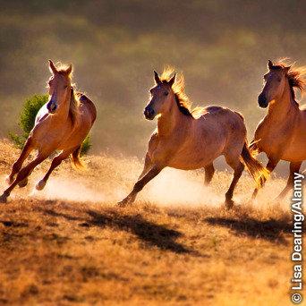 The Horse’s Leg | Was It Designed?