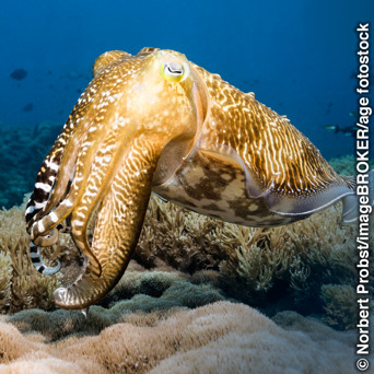 The Cuttlefish’s Camouflage Ability | Was It Designed?