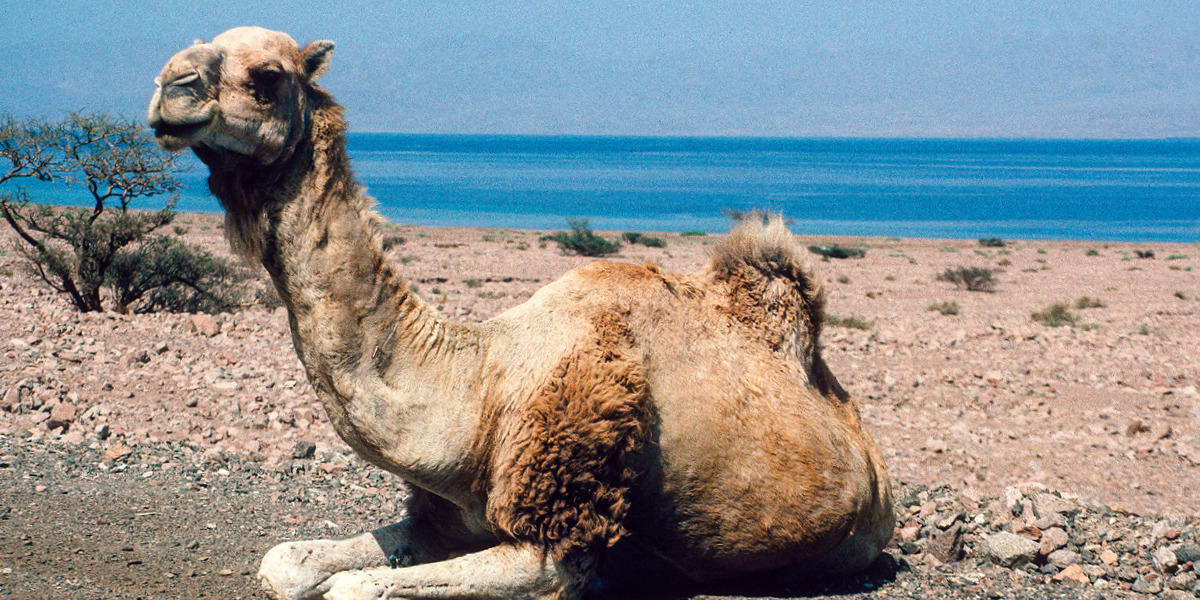 An-animal iti Biblia