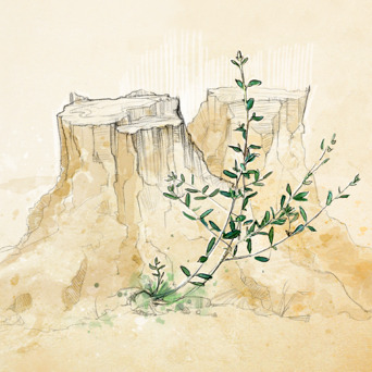 Job’s Belief in the Resurrection (Bible Book of Job 14)