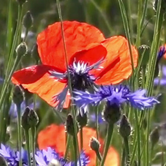 “Dejen de inquietarse”