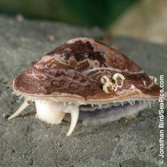 The Structure of the Limpet’s Teeth | Was It Designed?