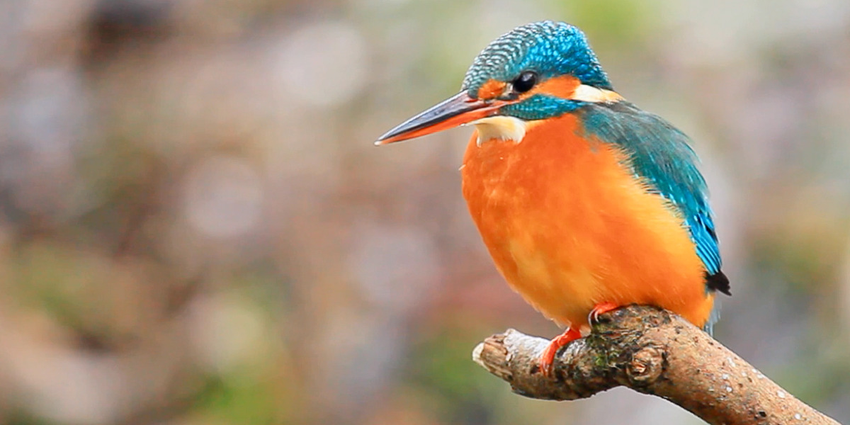 Te marau-ore-raa o te û o te manu | Mea poietehia anei?