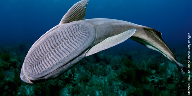 Remora E Squalo