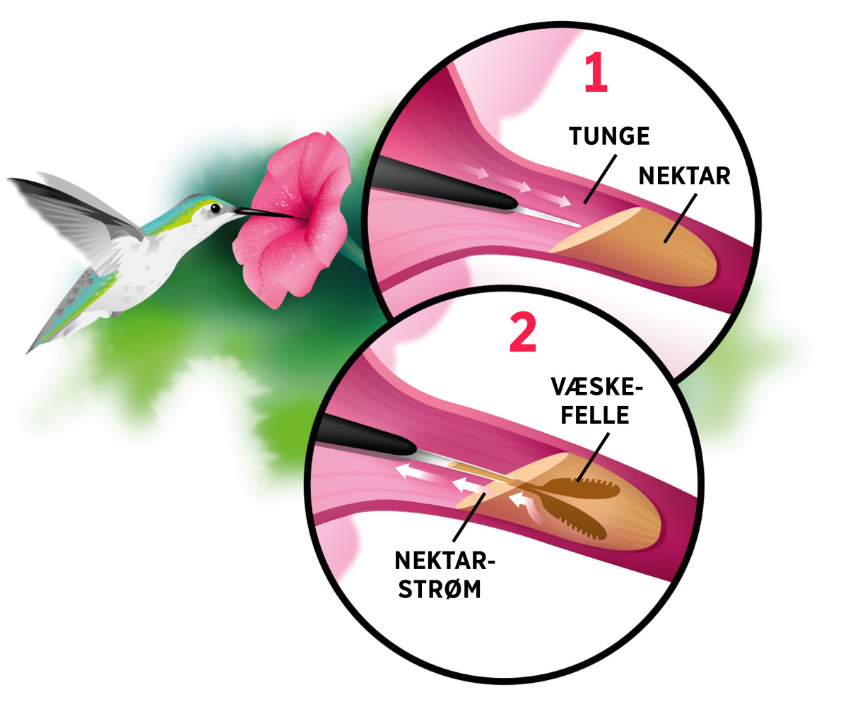 Kolibri Og Blomstertegning