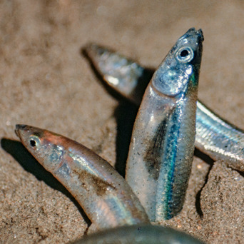 No Panon ya Maniiknol Iray Grunion Fish