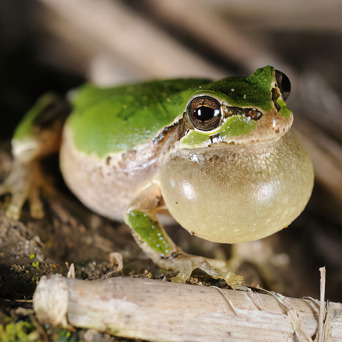 The Japanese Tree Frog’s Call
