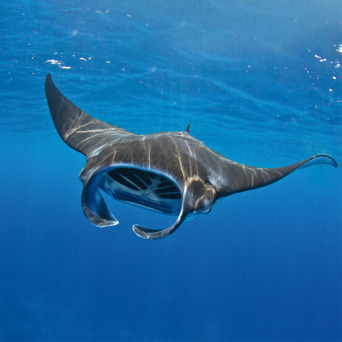 El sistema de filtración de la mantarraya