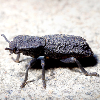 The Shell of the Diabolical Ironclad Beetle