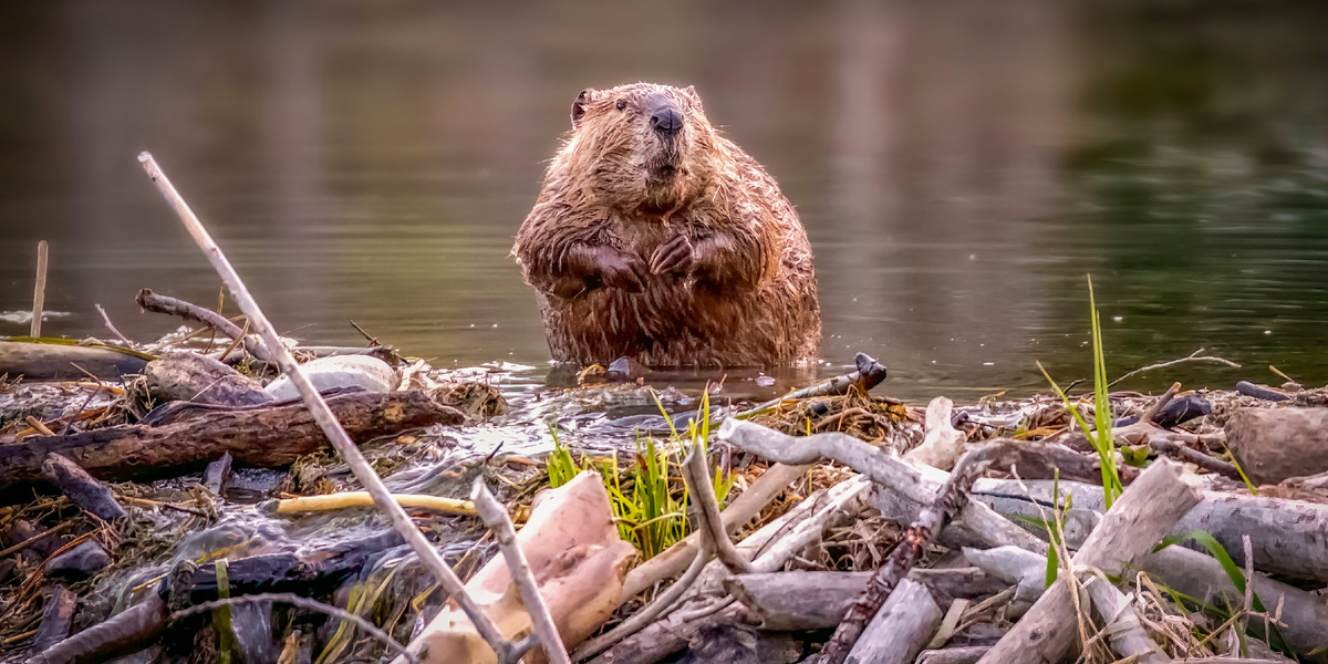 The Beaver’s Construction Ability