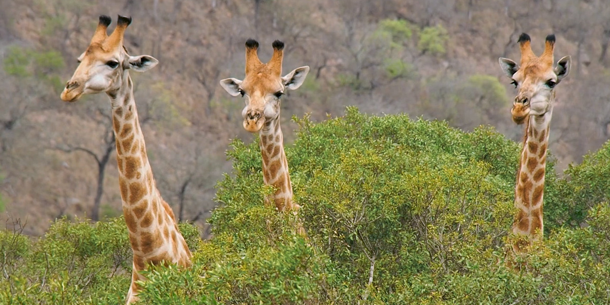 Mafambiro Anoita Ropa Mumuviri Wefuriramudenga (Giraffe)